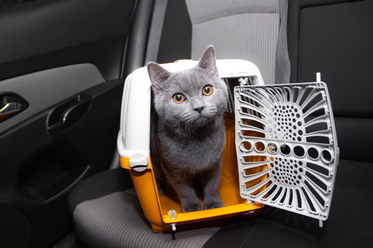 Cómo viajar con un gato en auto - Siempre Auto